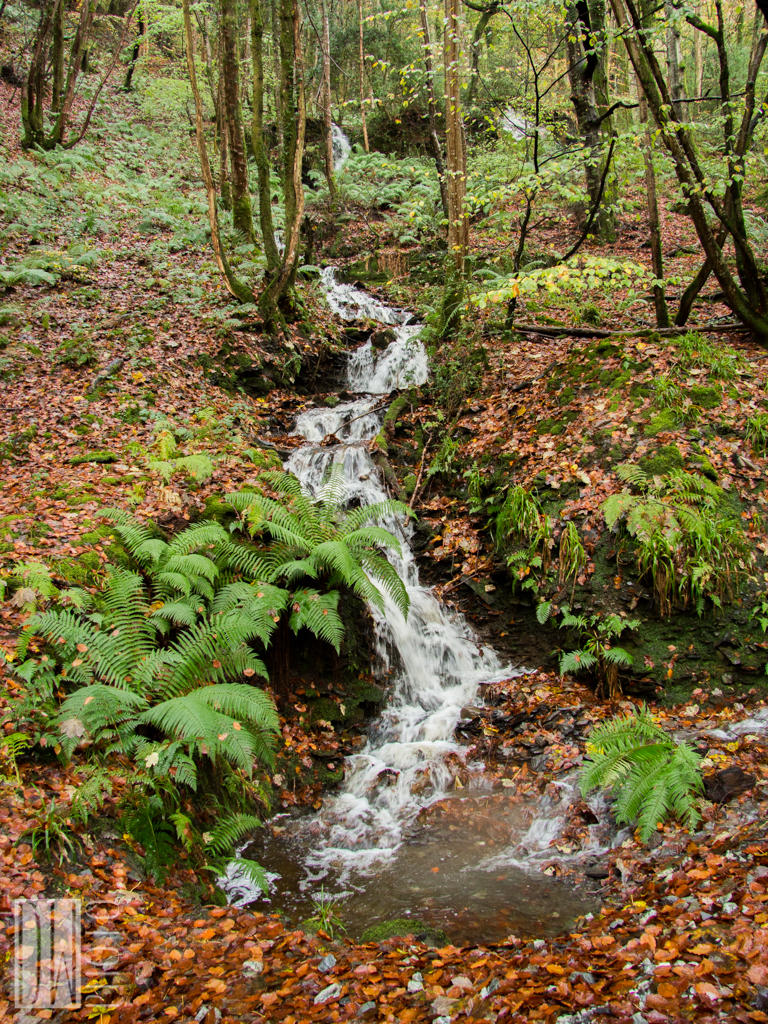 Welsh Forest, Castles and Shore – Dan Wright Photography